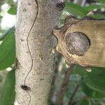 MAKILA. The Basque Walking Stick